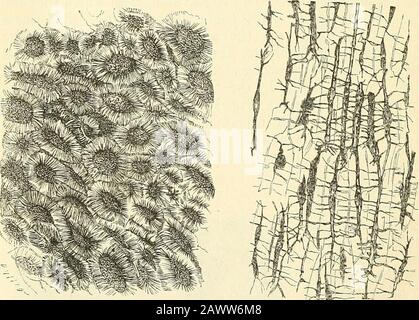 Single star anise and seed seen from above isolated on white background ...