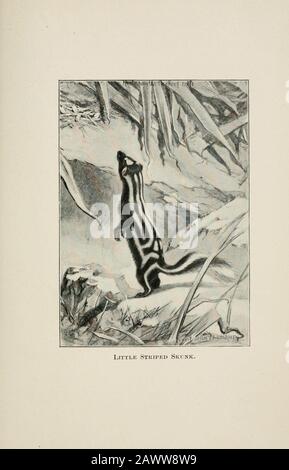 Four footed Americans and their kin (Plate 11) BHL9418285 Stock Photo ...