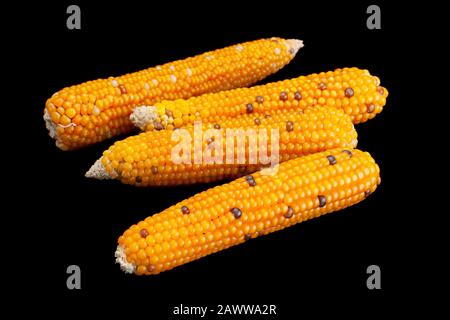 Yellow popcorn dry seeds isolated on blackbackground Stock Photo - Alamy
