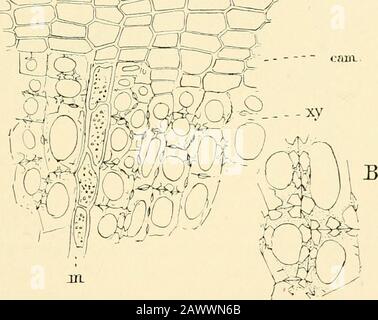 Stem, cross section showing xylem, endodermis and parenchyma ...