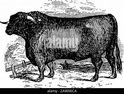 The evolution of British cattle and the fashioning of breeds . BOS ...