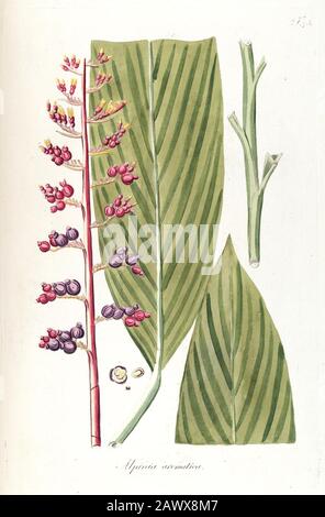 Fragmenta Botanica, Figuris Coloratis Illustrata. Viennae, Austriae ...