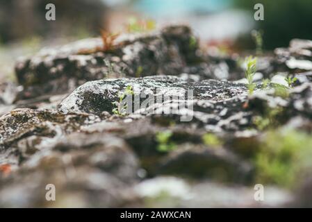 A shallow focus shot of a rock covered in green moss surrounded by ...