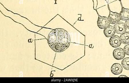 Component Advanced Development Stage Stock Photo - Alamy