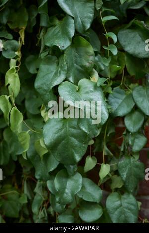 Anredera cordifolia or Madeira vine leaf. In Indonesian is binahong ...