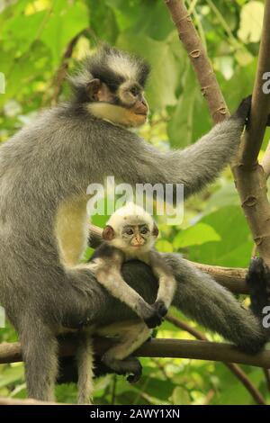 Thomas' langur (Presbytis thomasi), Thomas Leaf Monkey, in Gunung ...