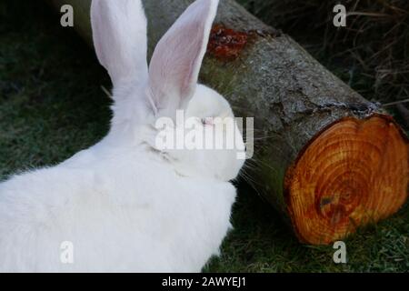 A closeup of a brown and white rabbit drinking water on blurred ...