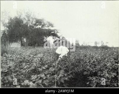 The wilt disease of cotton and its control . Fig. 1.—Wilt Disease in ...