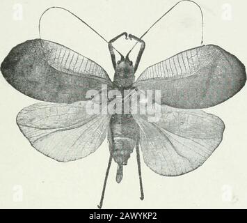 . Economic entomology for the farmer.. . Fig. 64 Stock Photo - Alamy
