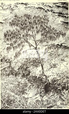 Drooping juniper, Juniperus flaccida, in flower; Chisos mountains ...