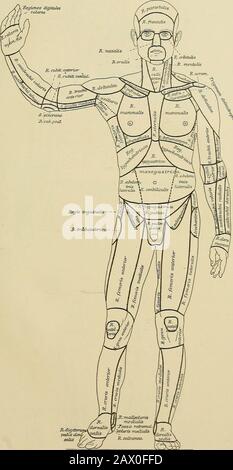 The BNA arranged as an outline of regional and systematic anatomy ...
