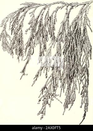 Drooping juniper, Juniperus flaccida, in flower; Chisos mountains ...