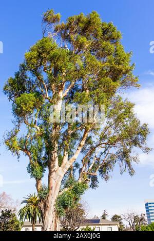 Eucalyptus Gum Trees, Growing Tall and strong in the Australian bush ...