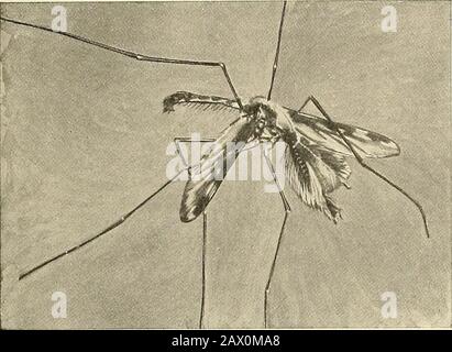 The endemic diseases of the southern states . Fig. 8i.—Back of same ...