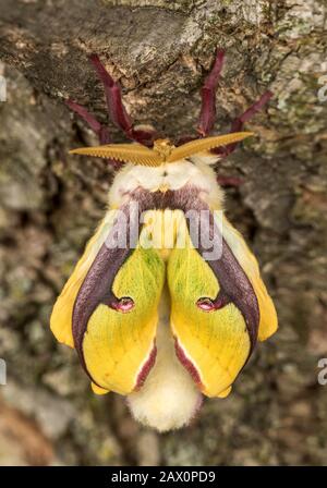 Male Luna Moth on Black Walnut branch against white background Stock ...