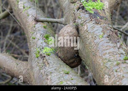 Burl or burr lump growth on silver birch tree most likely caused by ...
