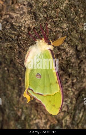 Male Luna Moth on Black Walnut branch against white background Stock ...