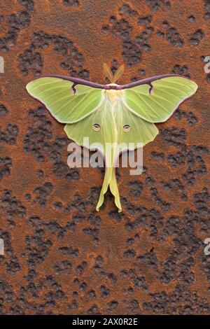 Moth with spread wings on the green leaf of the plan Stock Photo - Alamy