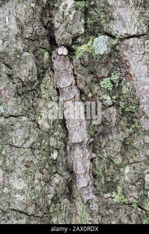 Ilia Underwing Moth (Catocala ilia) Larvae rests, camouflaged on bark ...