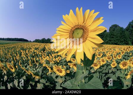 a sunflower stand above the rest Stock Photo - Alamy