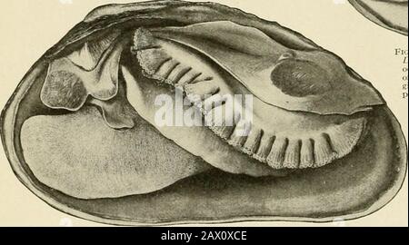 Natural history and propagation of fresh-water mussels Stock Photo - Alamy
