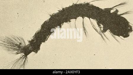 The endemic diseases of the southern states . Fig. 8i.—Back of same ...