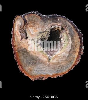 Cork bark texture with a hollow. Tree bark texture. Natural background ...