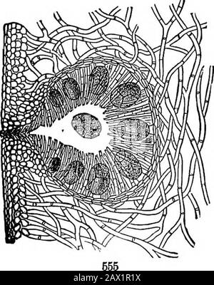 The elements of botany for beginners and for schools . Fio. 527. Single ...