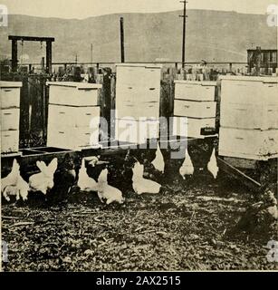 Bo Bo Poultry Market Stock Photo - Alamy