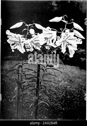 Lily Auratum Gold Band Stock Photo - Alamy