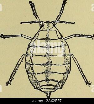 apple orchard during early spring with row of trees covered with buds ...