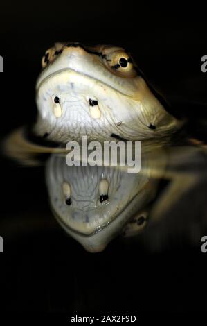 Hilaire’s Side-necked Turtle (Phrynops hilarii) Reptilia Stock Photo ...