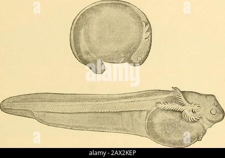 . Fishes. Fishes. Subclass Dipneusti, or Lung-fishes 239 In these the ...