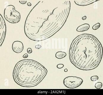 Grain starch grains under the microscope 200x Stock Photo - Alamy