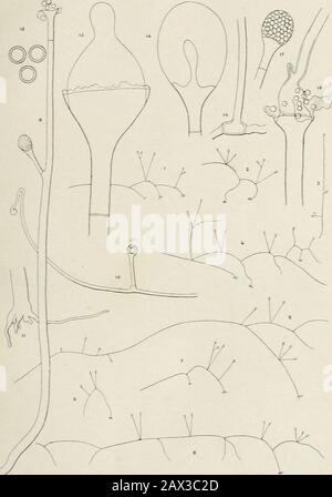 Bulletin . TIEGHEMELLA ORCHIDIZ. P. Vuill Stock Photo - Alamy