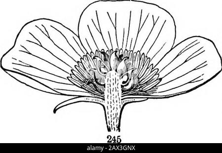 . Beginners' botany. Botany. Fig. 256. — Common Polypode Fern ...