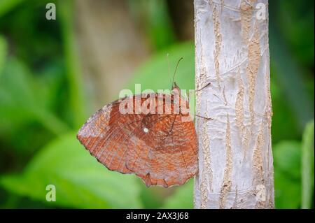 Tropical butterfly Common Palmfly, Elymnias hypermnestra Stock Photo ...