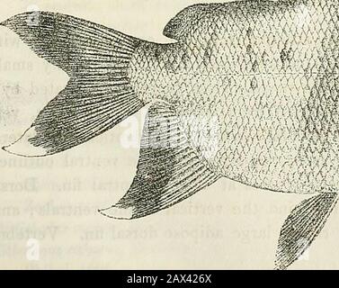 . Catalogue of the fresh-water fishes of Africa in the British Museum ...