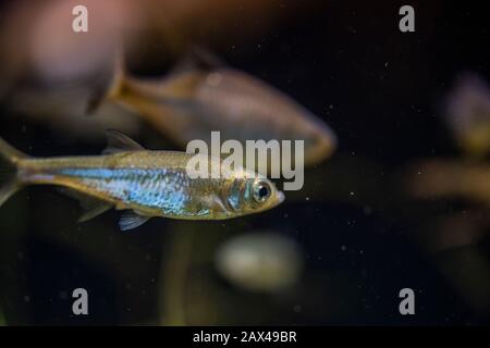 moderlieschen, belica, sunbleak (Leucaspius delineatus), female, side ...