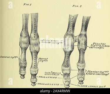 Practical human anatomy [electronic resource] : a working-guide for ...