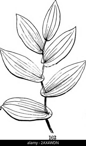 . The elements of botany for beginners and for schools. Botany. SECTION ...