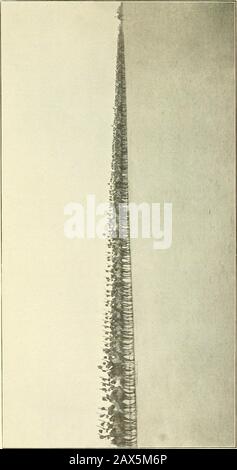 THREE O'CLOCK IN THE MORNING, US poster art, 1923 Stock Photo - Alamy