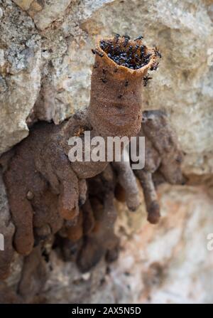 Stingless honey bees, Trigona nigra, Meliponines from Yucatan, Mexico ...