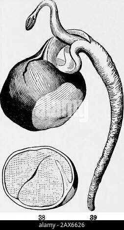 Chestnut when germinating Stock Photo - Alamy