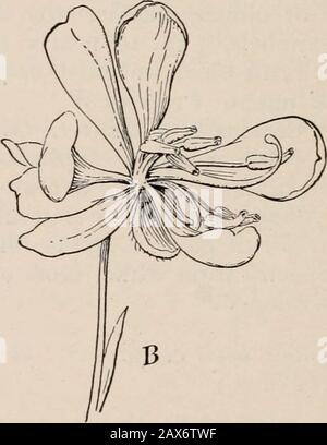Bergen's botany, key and floraNorthern and central states ed . A BO Fig ...