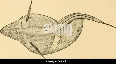 . Fishes. Fishes. 2 8 The Dissection of the Fish not be homologous with ...