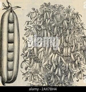 Cole's garden annual . Gradus Pea COLES PEA SEED. 43 Notts Excelsior ...