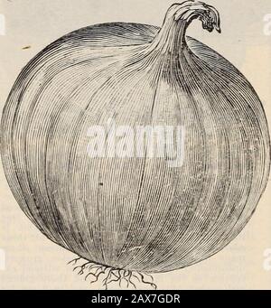 Hoeing onions in the garden Stock Photo - Alamy