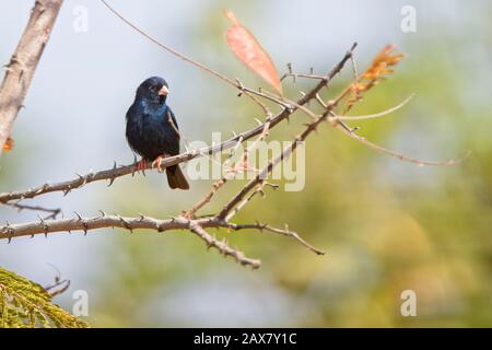 Village Indigobird (Vidua chalybeata) in Kruger National park, South ...
