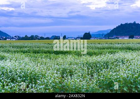 Buckwheat field on dusk with mountain view. Flowering buckwheat ...